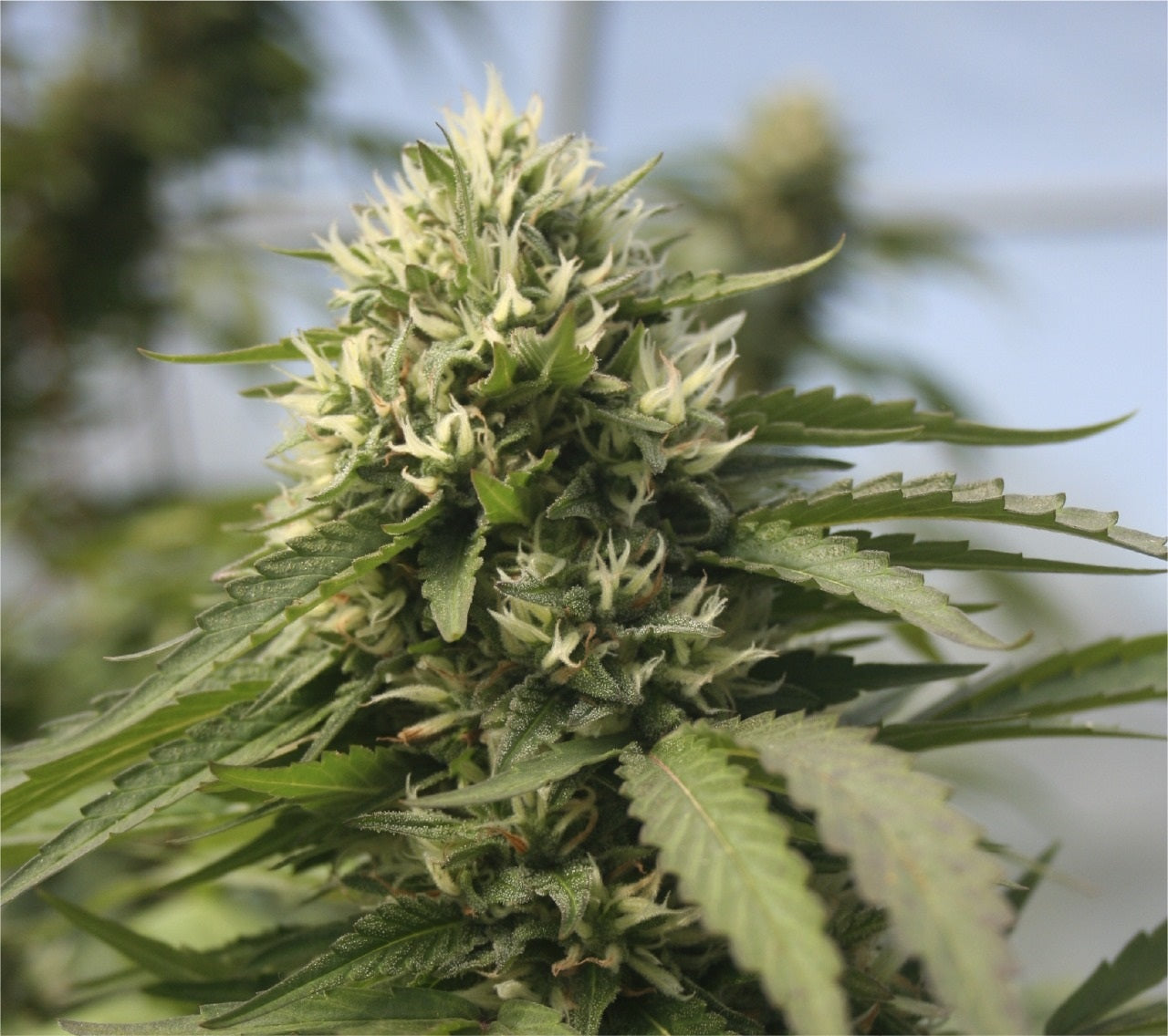 Feminizadas – LOST PHENO GENETICS