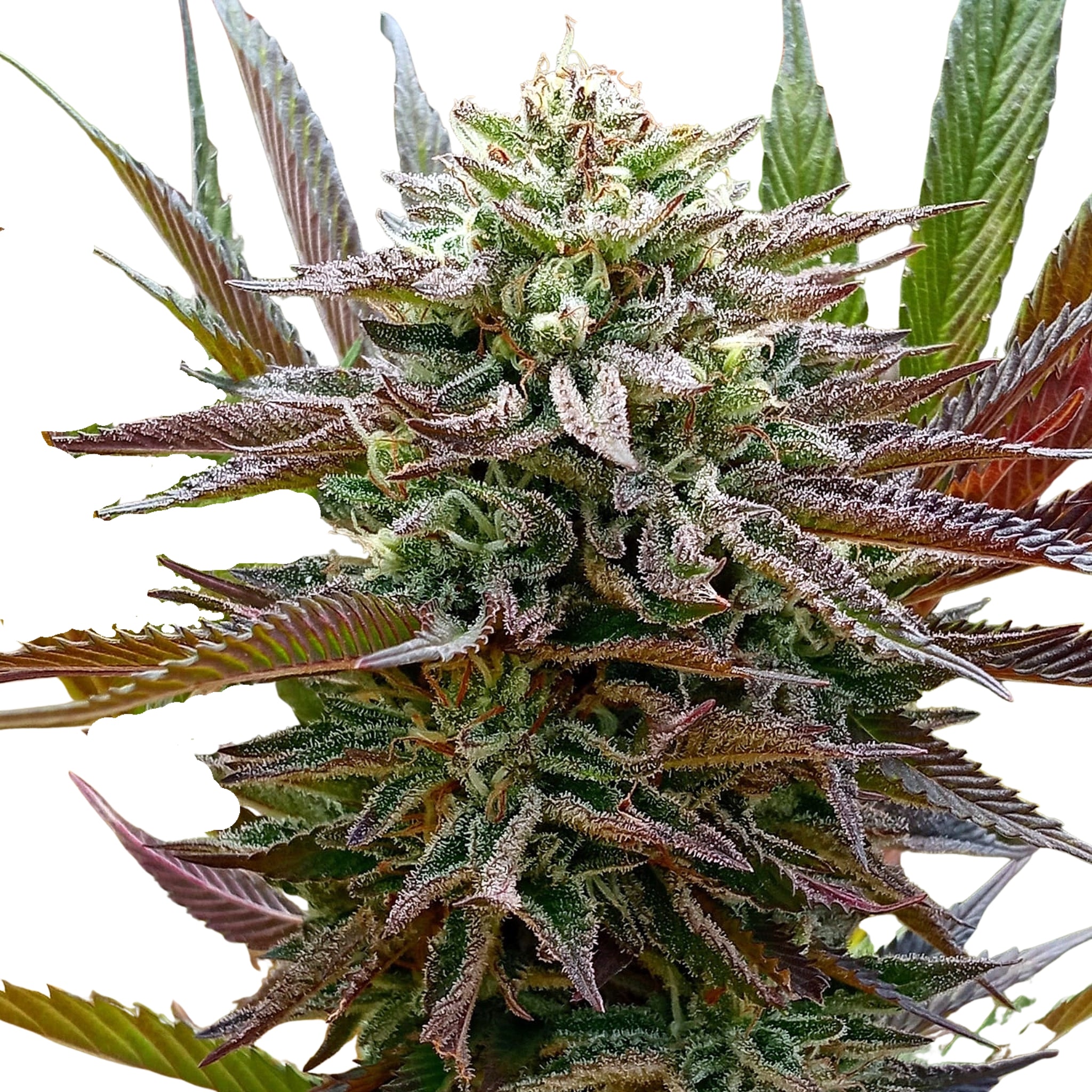 FRUIT COCKTAIL (SALPICON) – LOST PHENO GENETICS