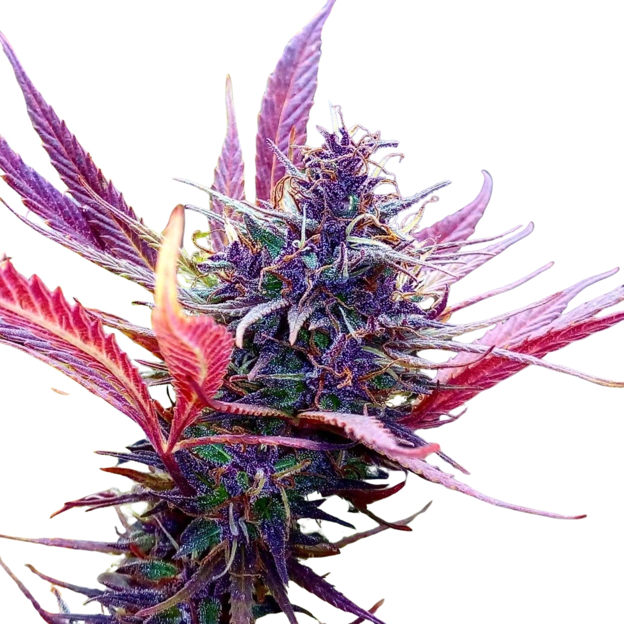 REDemption – LOST PHENO GENETICS