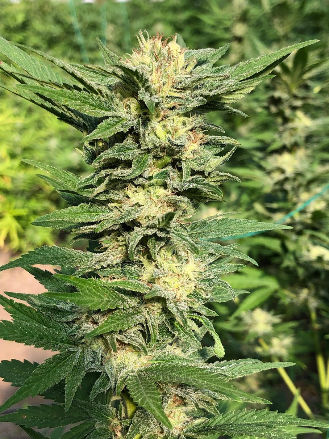 Feminizadas – LOST PHENO GENETICS
