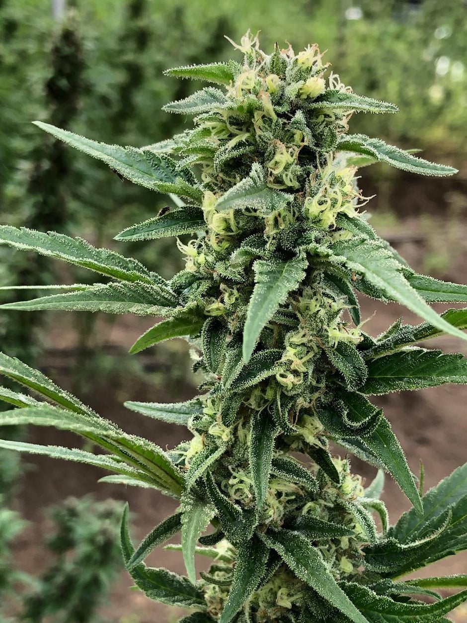 Feminizadas – LOST PHENO GENETICS