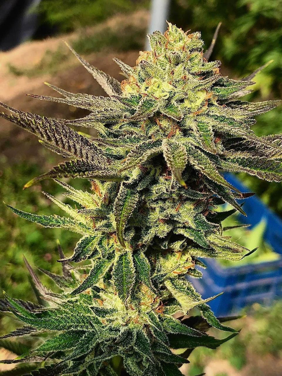 Feminizadas – LOST PHENO GENETICS