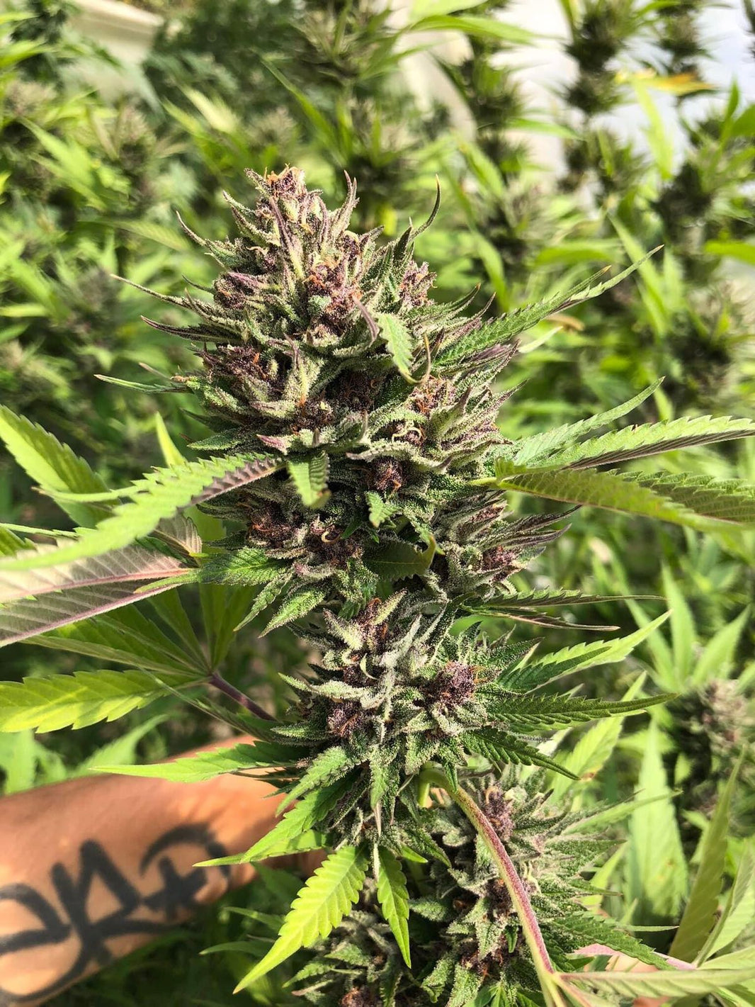 Feminizadas – LOST PHENO GENETICS