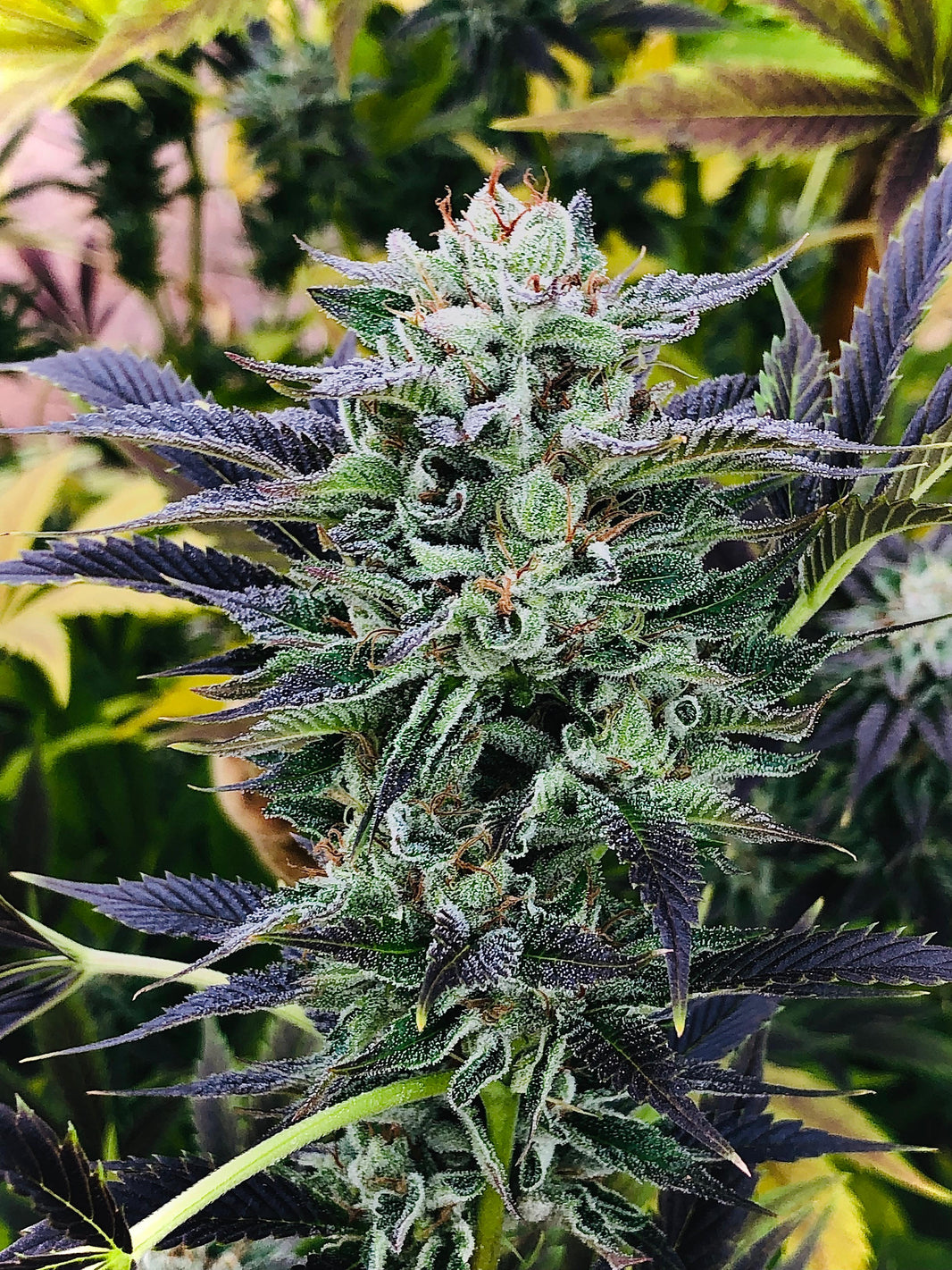 Dream Farm Collection – LOST PHENO GENETICS