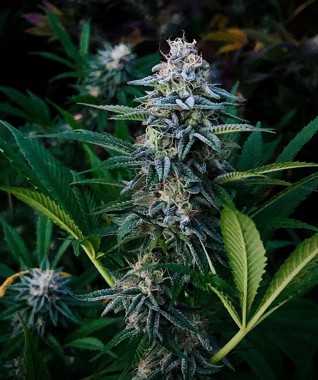 Feminizadas – LOST PHENO GENETICS